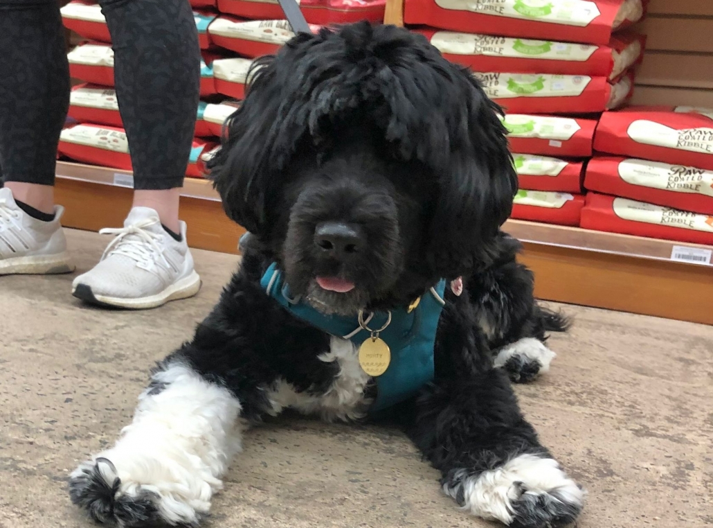 The History of Pet Food | NorthPoint Pets