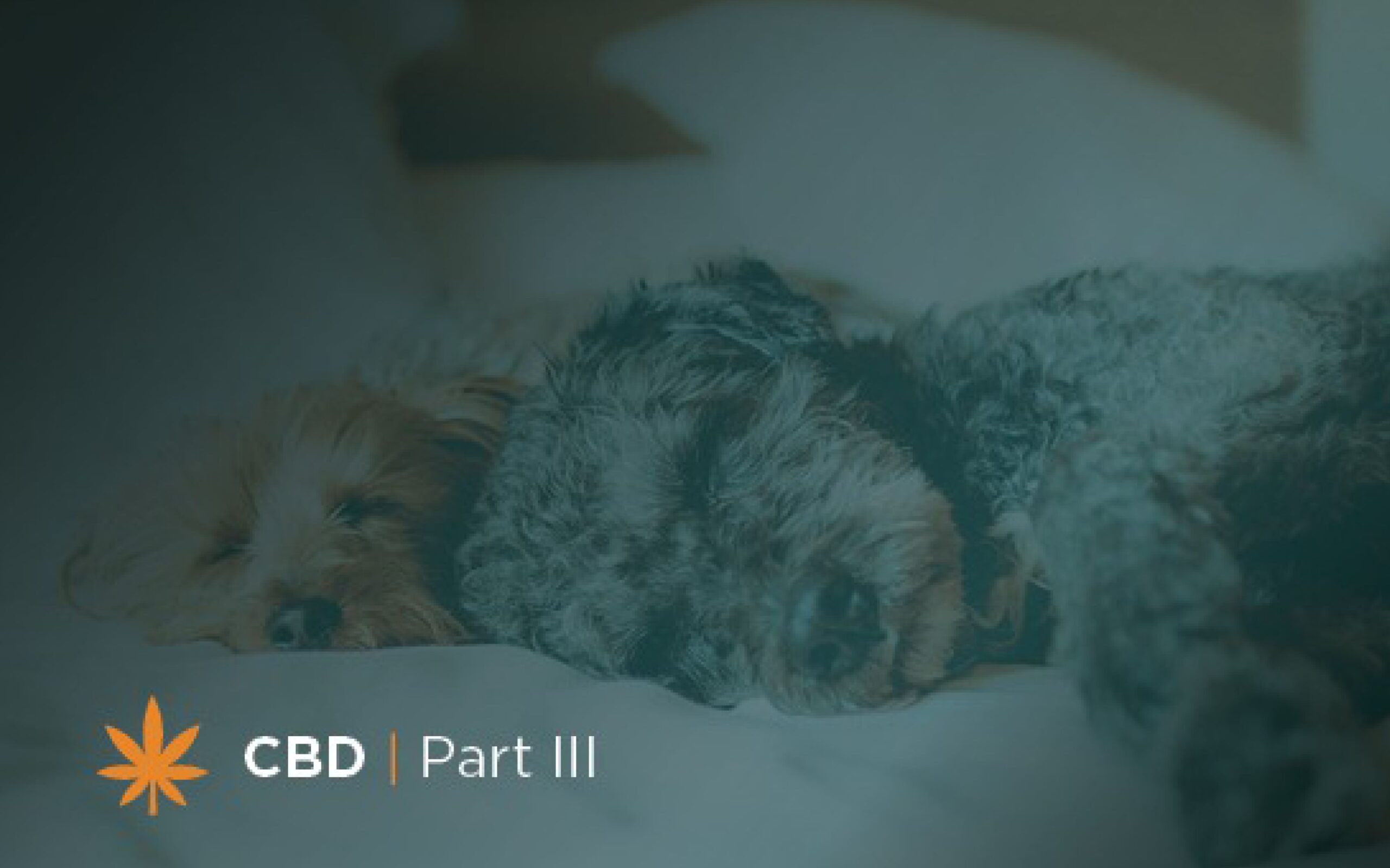 CBD & Hemp: Hemp, CBD (and other) Safety Considerations