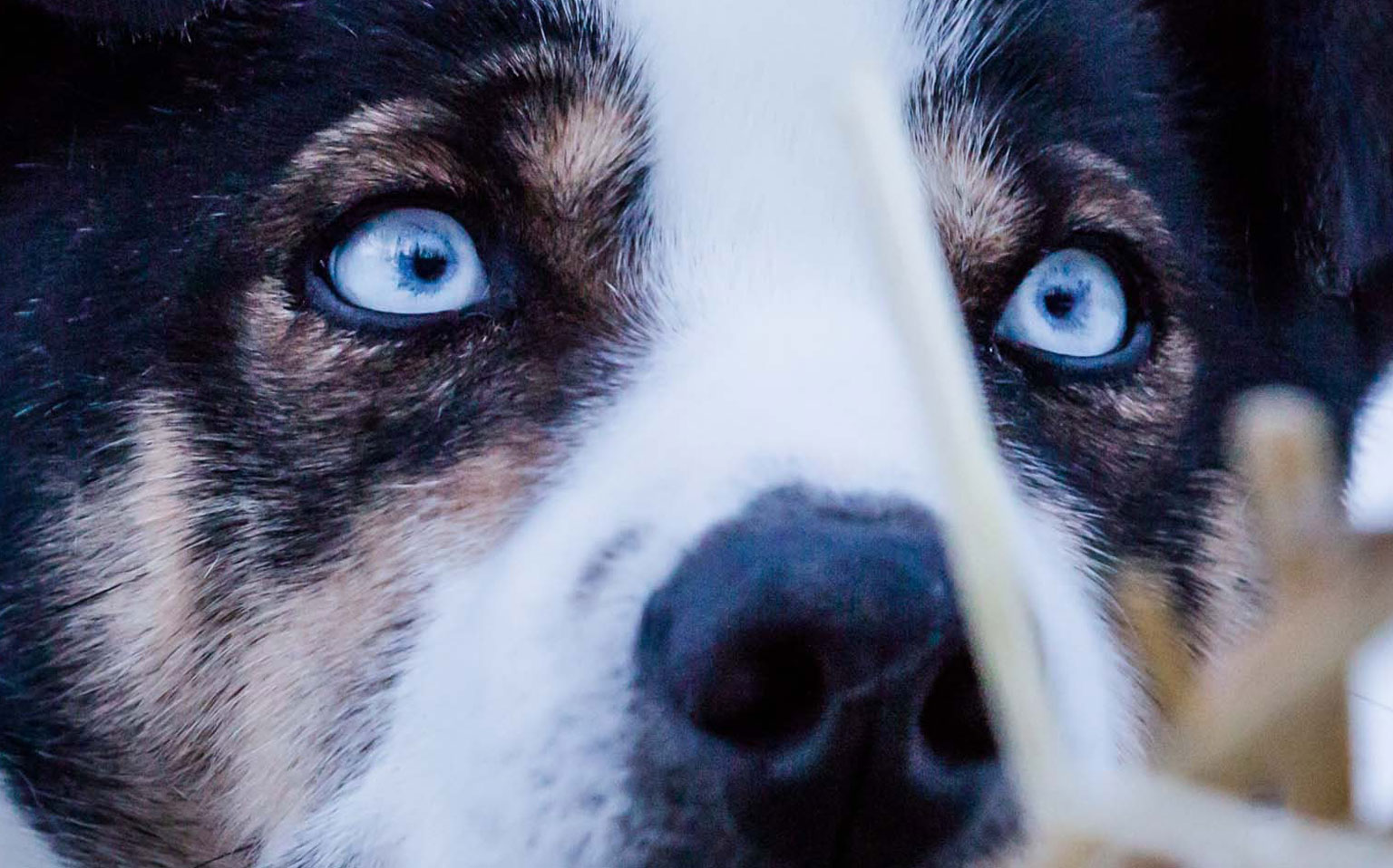 Science of ‘Sense’ – how does your pet see the world? - NorthPoint Pets ...