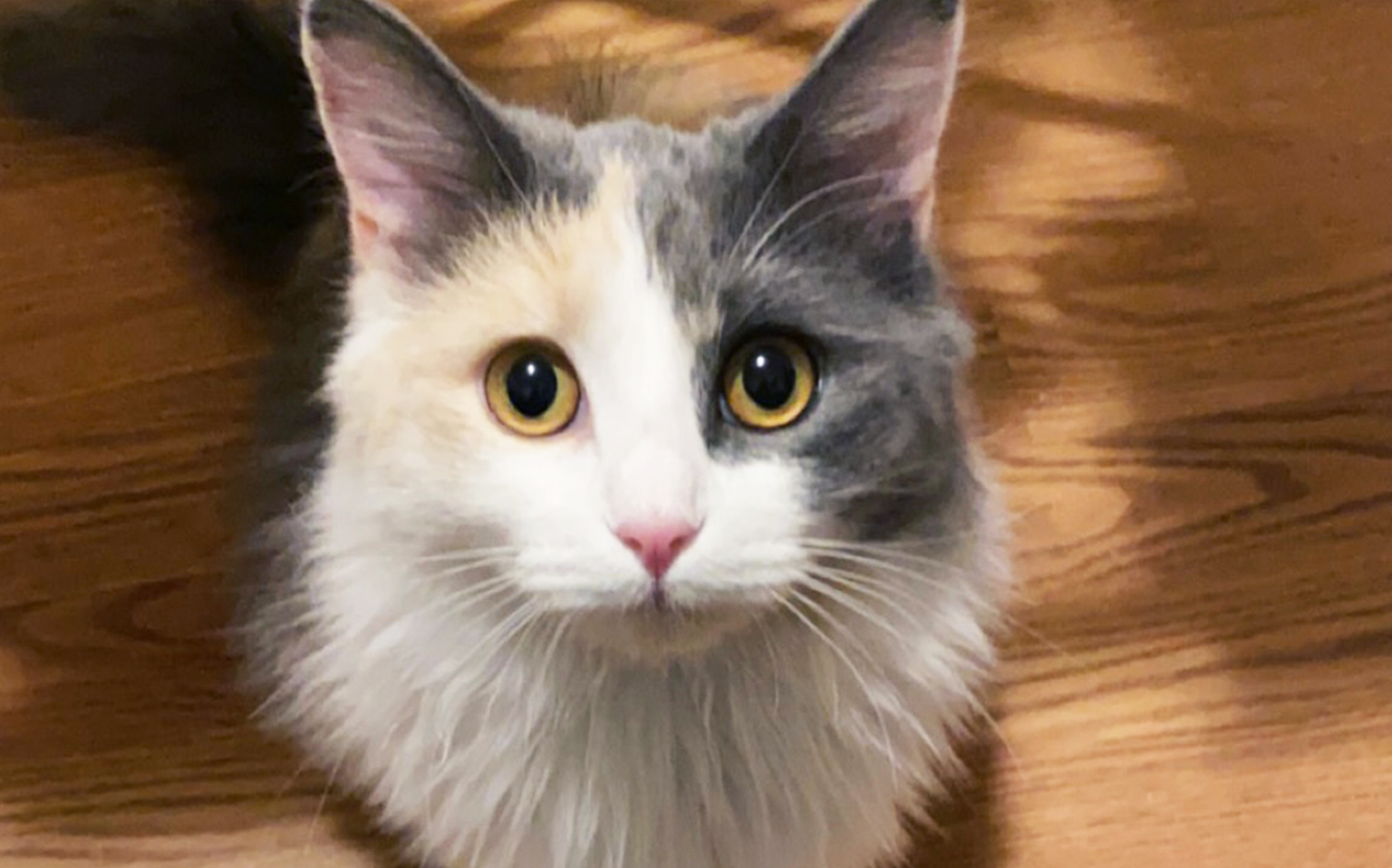 What is an Amygdala? - NorthPoint Pets & Company