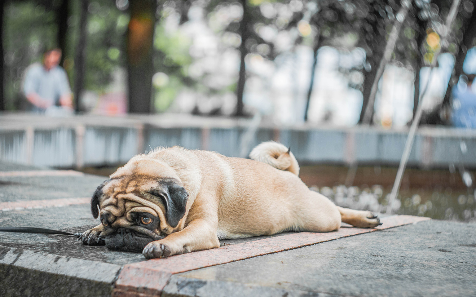 The Sploot: Should I be worried? - NorthPoint Pets & Company