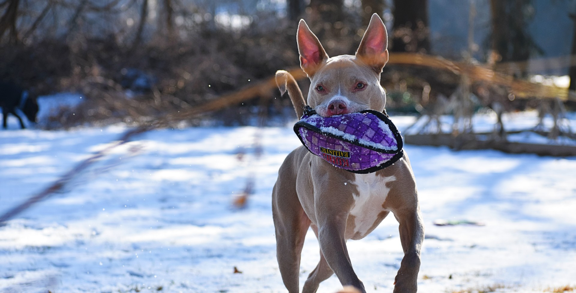 Take Your Dog Outside! - NorthPoint Pets & Company