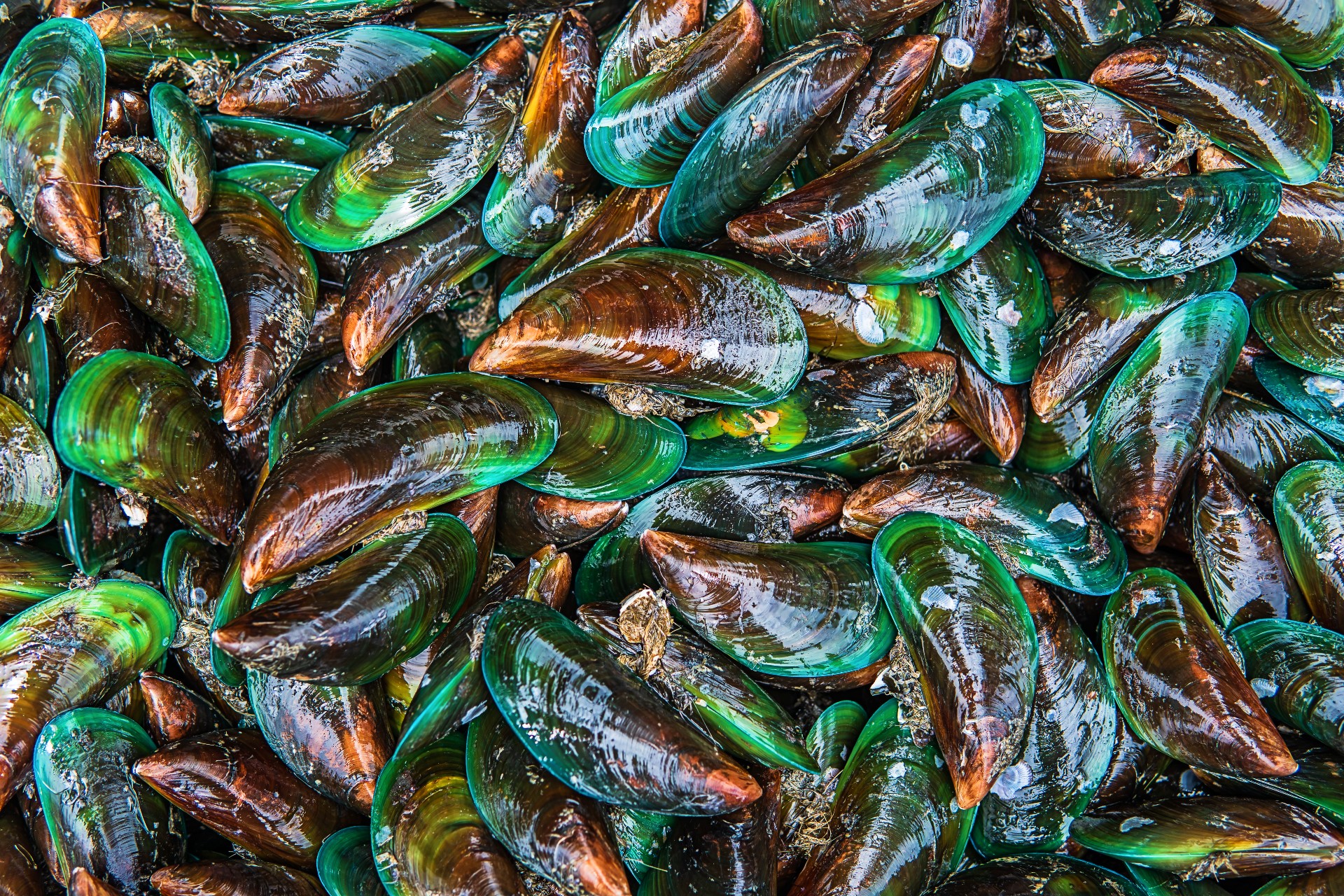 Green-Lipped Mussels: A Natural Way to Improve Joint Health in Pets ...