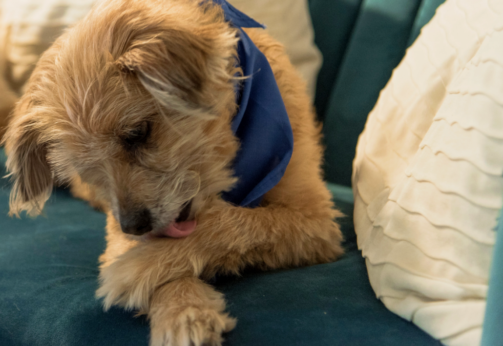 Supplements - NorthPoint Pets & Company