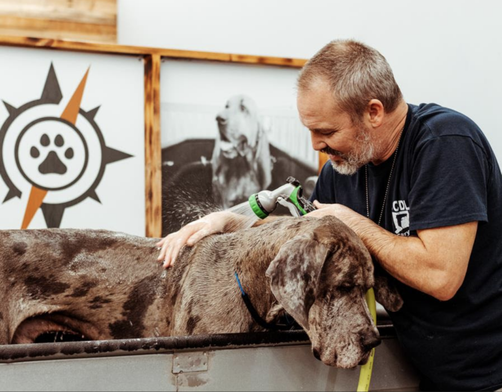 Think Twice Before Putting a Dirty Collar on Your Clean Dog ...